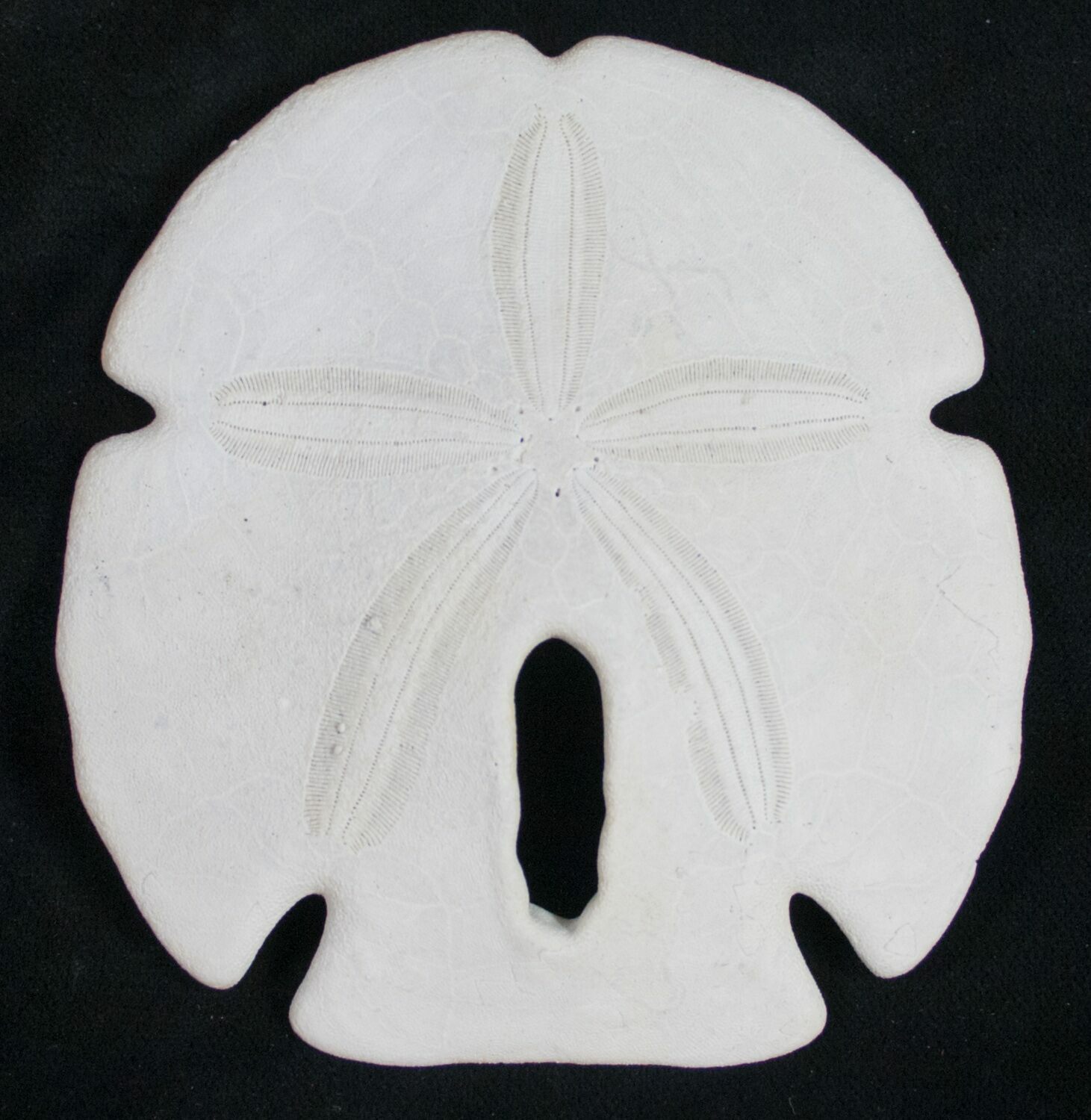 Fossil Sand Dollar (Encope tamiamiensis) - Florida For Sale (#11059 ...