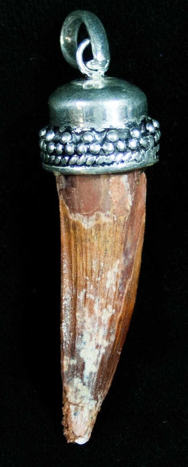 Real Spinosaurus Tooth Pendant - Dinosaur Tooth For Sale (#11055 ...