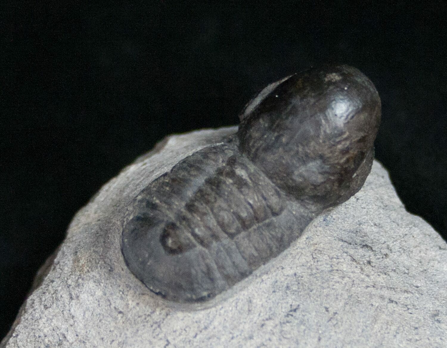 Very Unusual Pelagic Trilobite Cyclopyge - HUGE EYES For Sale (#11062 ...