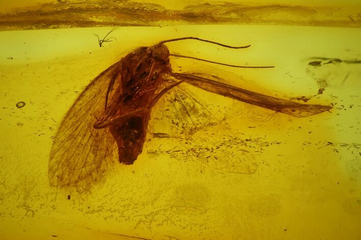 Fossil Adult (Imago) Moth (Lepidoptera) in Baltic Amber For Sale ...