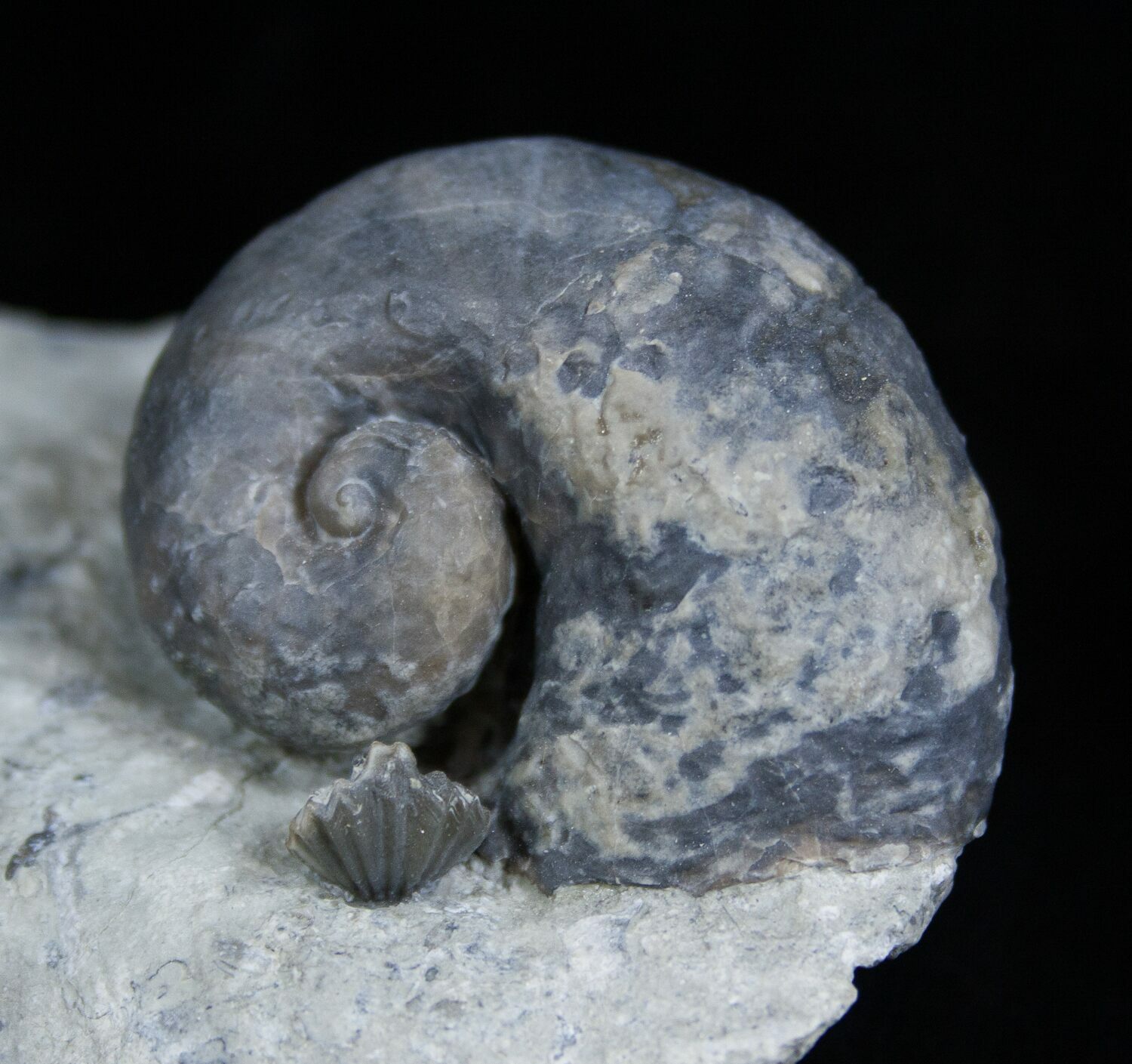 Platyostoma Gastropod Plus Brachiopods For Sale (#1924) - FossilEra.com