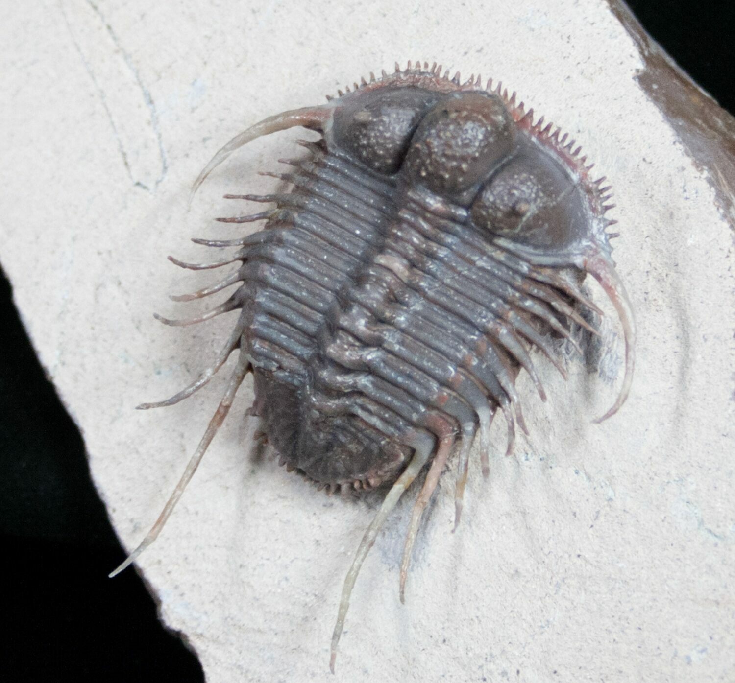 Moroccan Trilobites For Sale - FossilEra.com