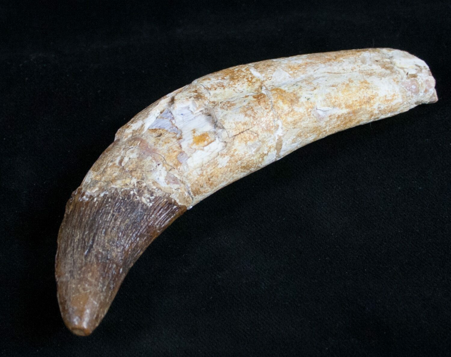 4.7" Archaeocete (Primitive Whale) Tooth - Basilosaur For Sale (#11425 ...