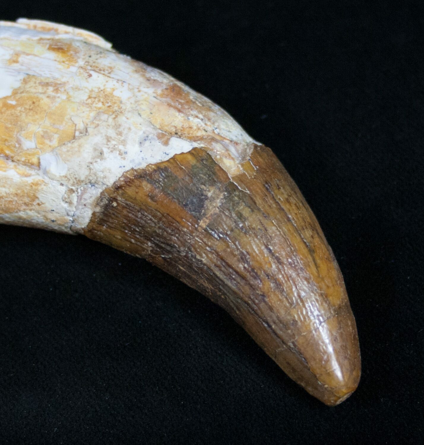 4.7" Archaeocete (Primitive Whale) Tooth - Basilosaur For Sale (#11425 ...