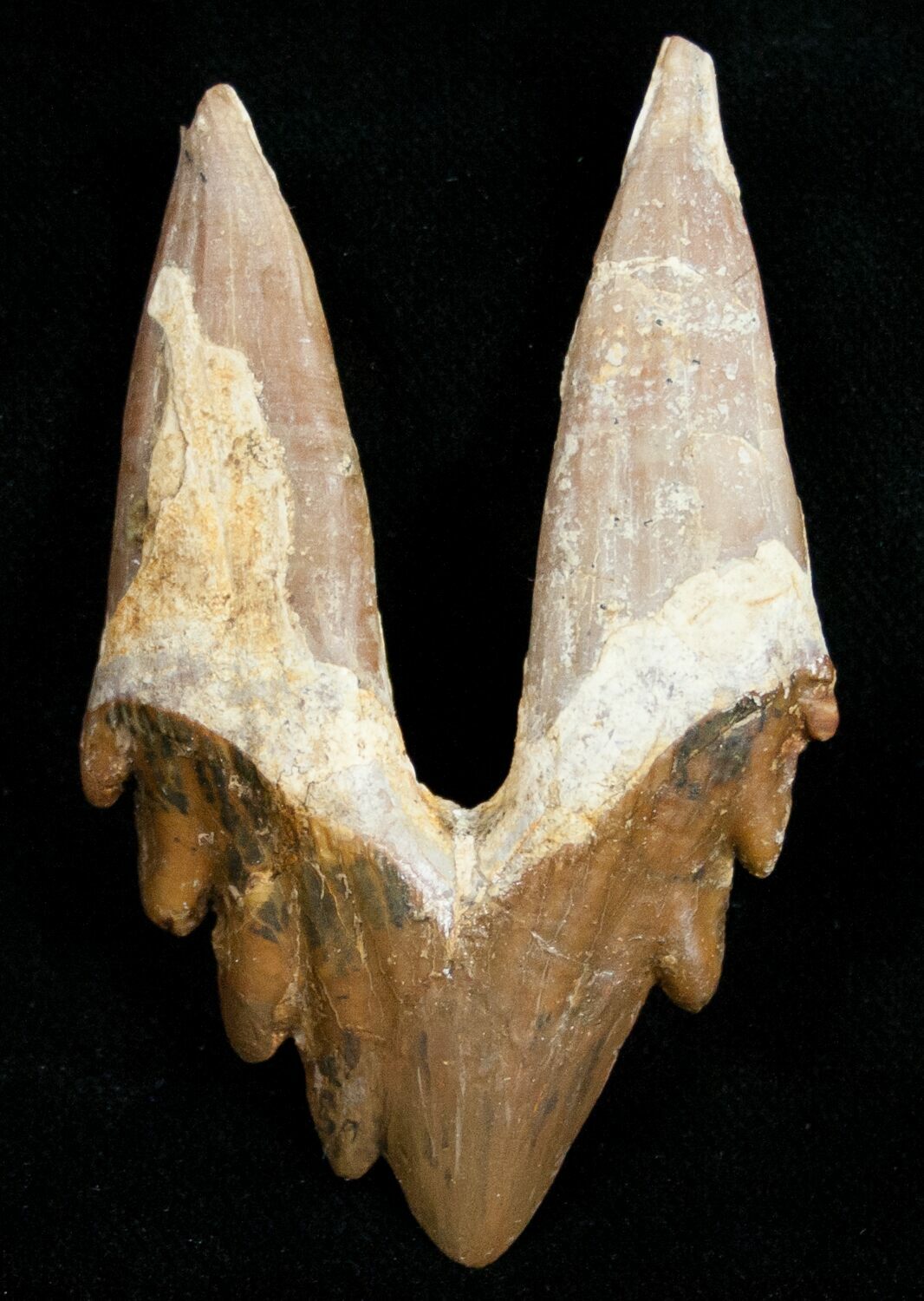 Basilosaur (Primitive Whale) Molar - Dakhla, Morocco For Sale (#11434 ...