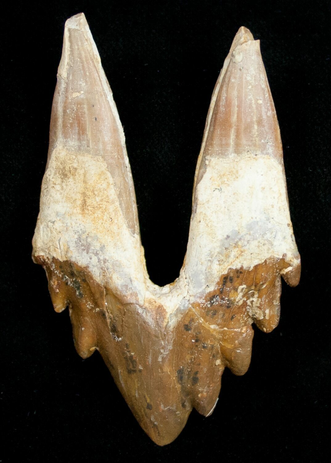 Basilosaur (Primitive Whale) Molar - Dakhla, Morocco For Sale (#11434) - FossilEra.com