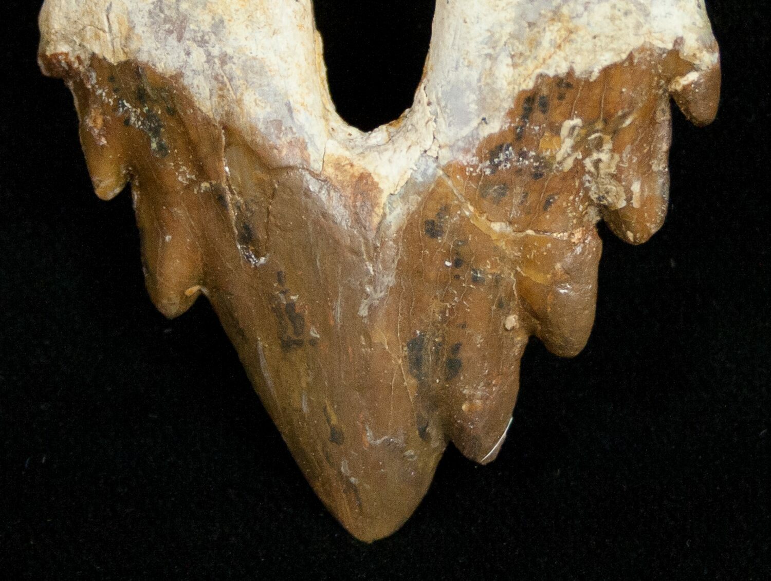 Basilosaur (Primitive Whale) Molar - Dakhla, Morocco For Sale (#11434) - FossilEra.com