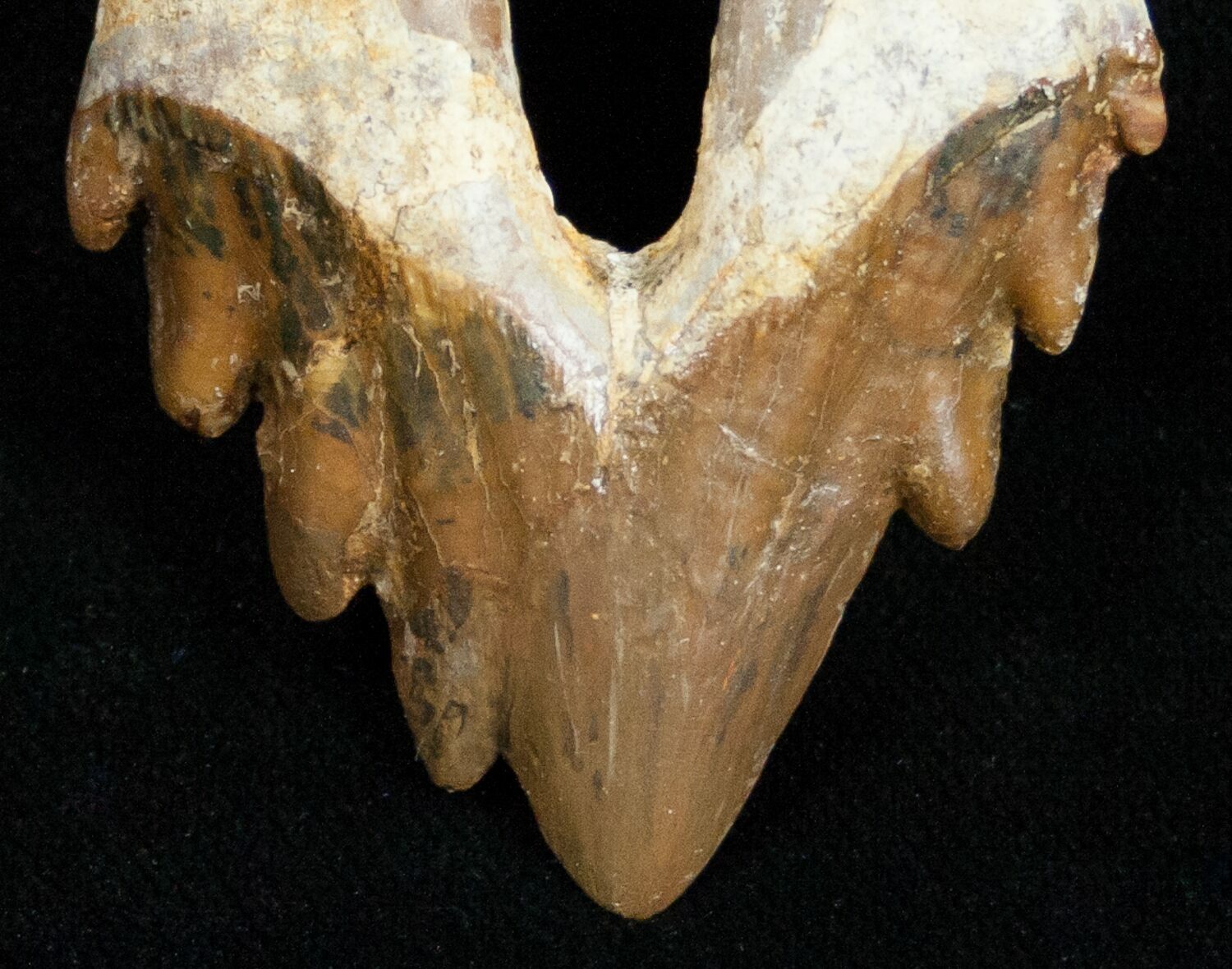 Basilosaur (Primitive Whale) Molar - Dakhla, Morocco For Sale (#11434 ...