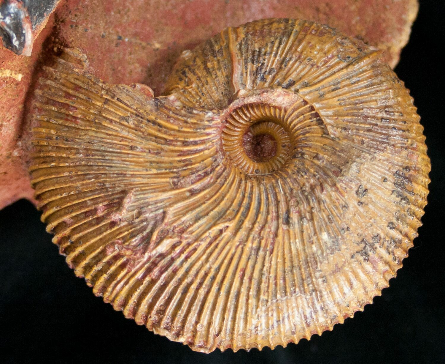 Stunning Cluster of Macrocephalites Ammonites For Sale (#11487 ...