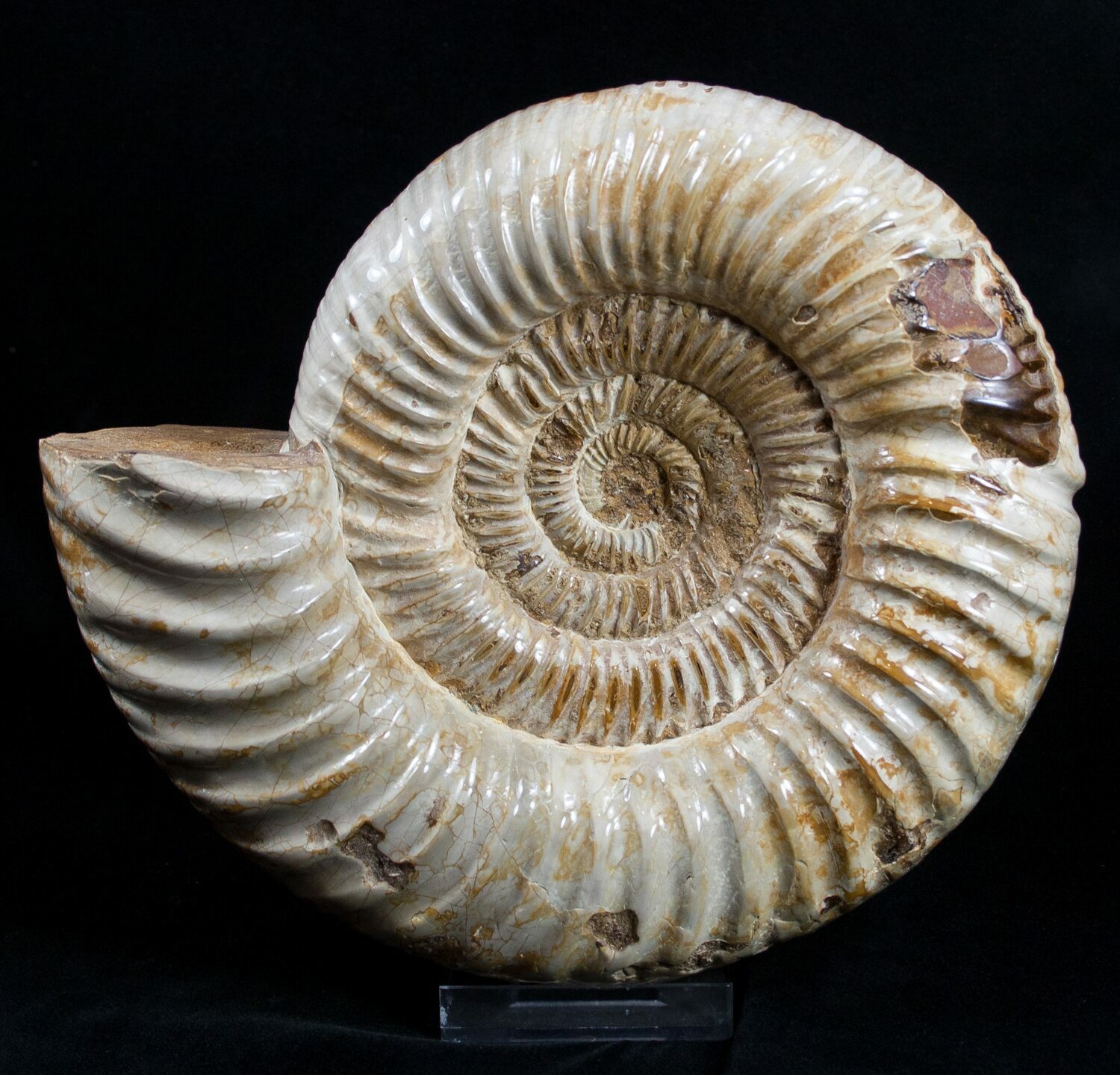 Large 8 Inch Ammonite - Great Display For Sale (#1961) - FossilEra.com