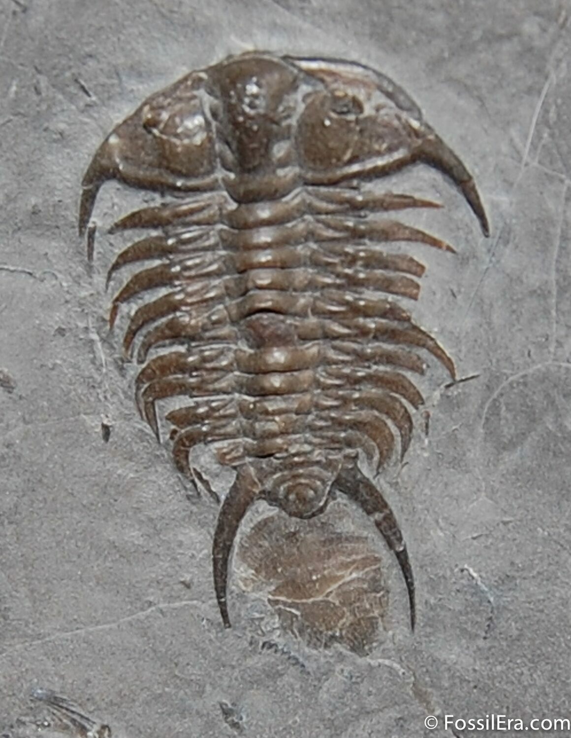 Ceraurus pleurexanthemus For Sale (#230) - FossilEra.com