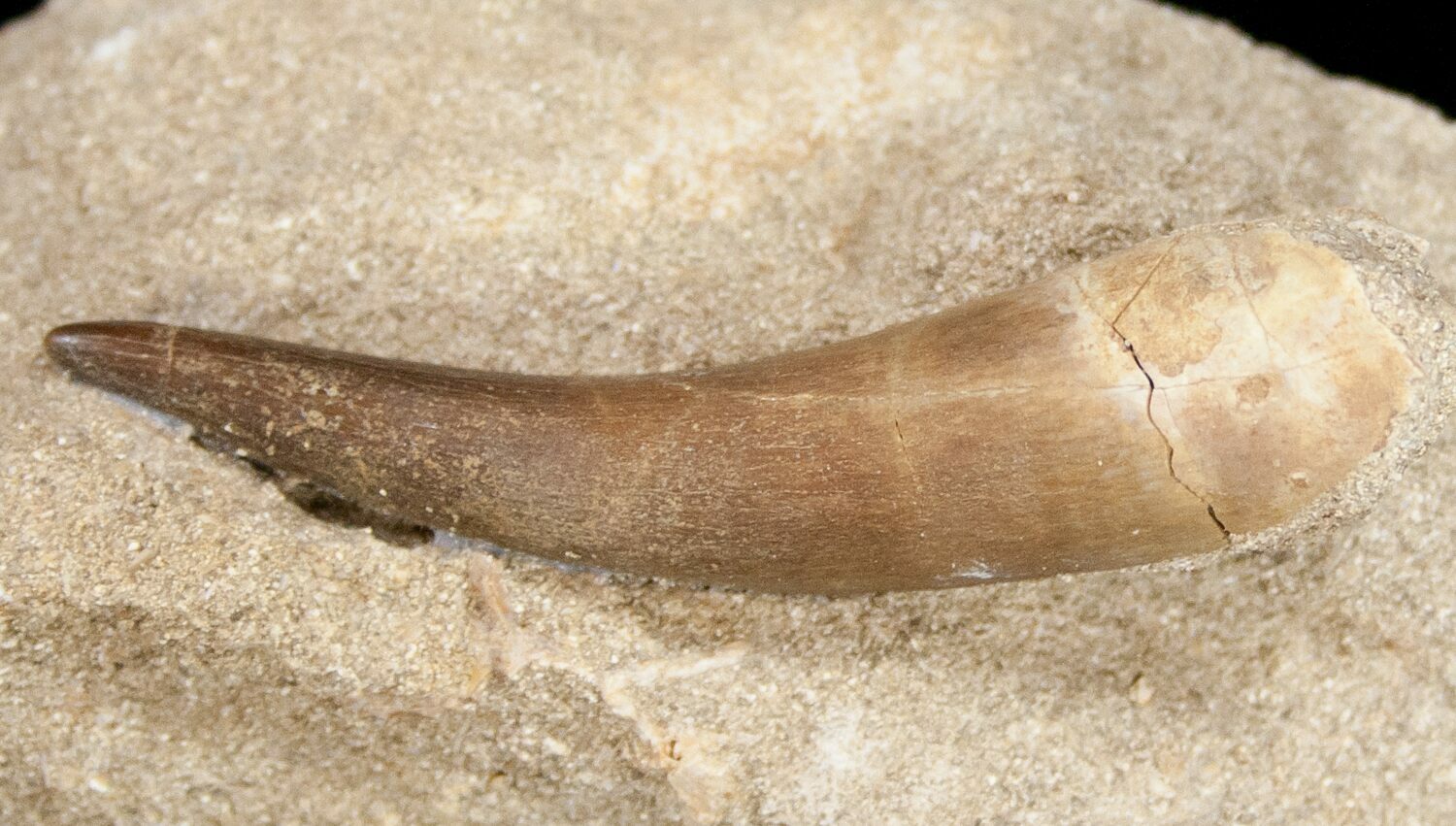 Large 2.5" Plesiosaur Tooth In Matrix For Sale (#11624) - FossilEra.com