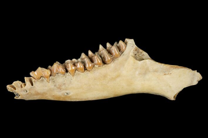 1.67" Fossil Early Ungulate (Cainotherium) Jaw - Quercy, France For ...