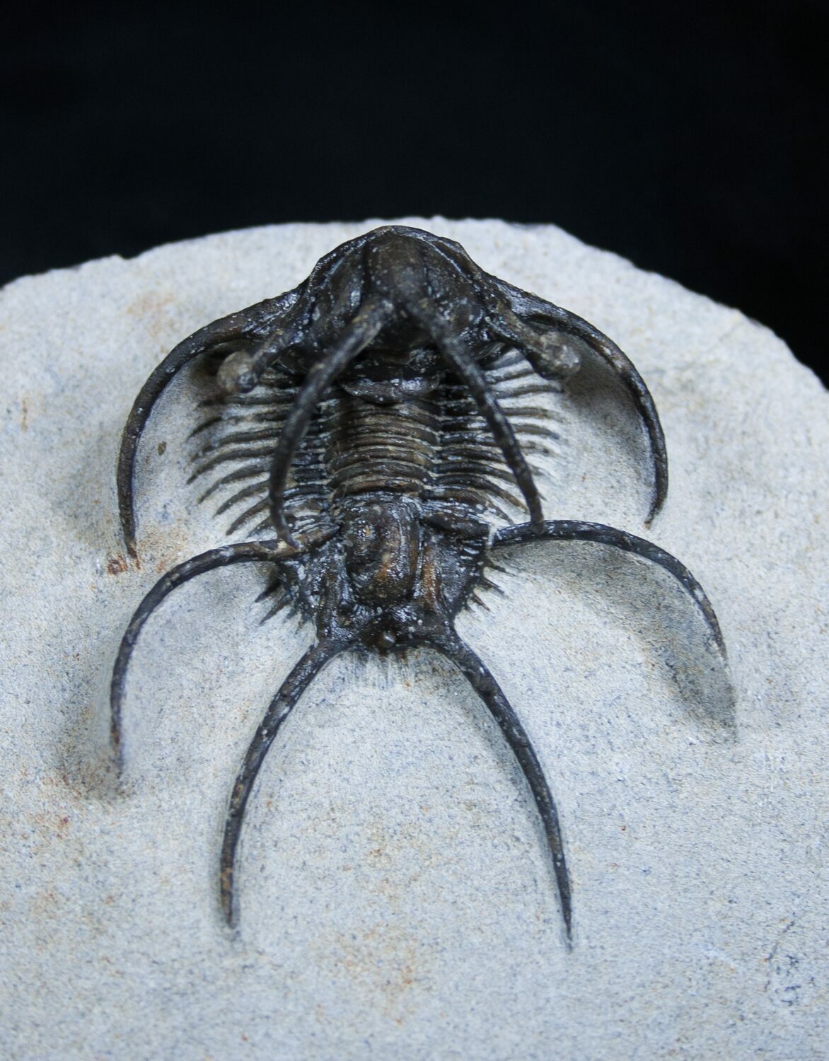 Alien Looking Ceratarges Trilobite For Sale (#1993) - FossilEra.com