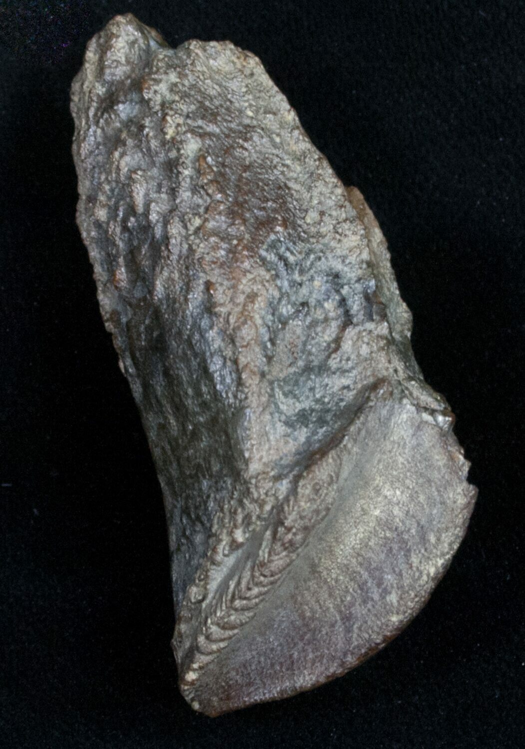 Triceratops Teeth For Sale - FossilEra.com