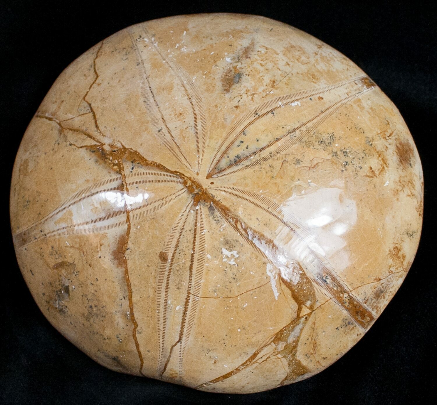 Large, Top Quality Polished Fossil Sand Dollar For Sale (#11837 ...