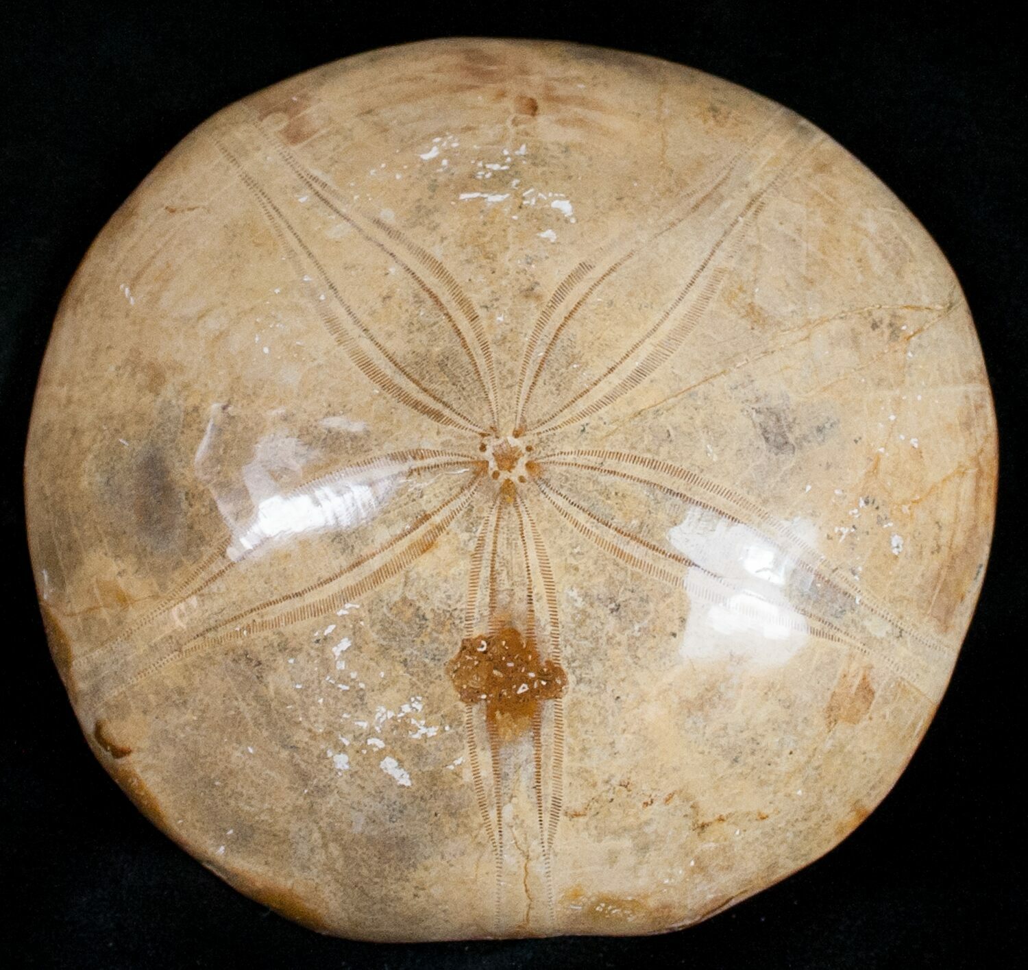 Large, Top Quality Polished Fossil Sand Dollar For Sale (#11840 ...