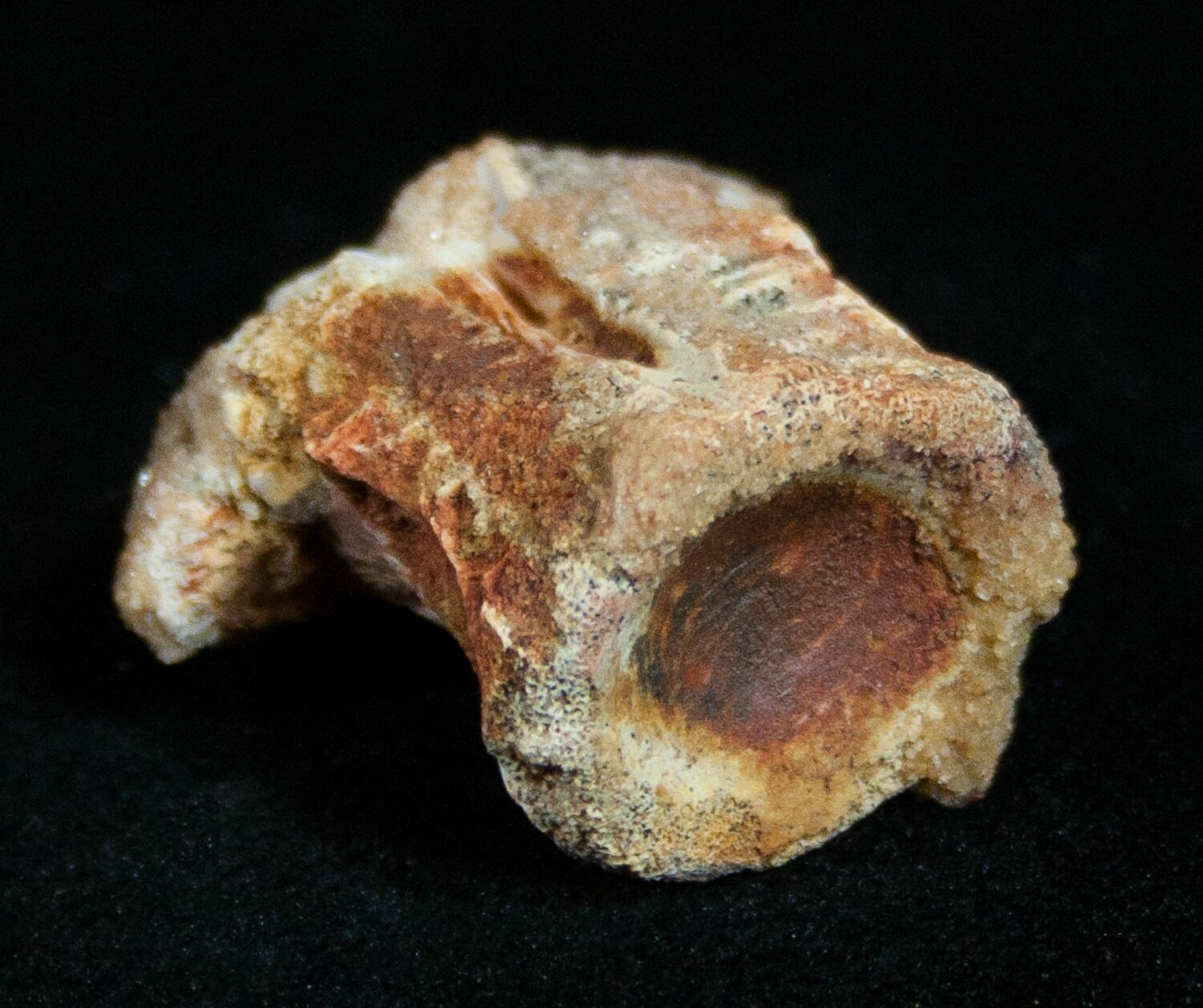 Unidentified Reptile Vertebrae - Cretaceous For Sale (#2013 ...