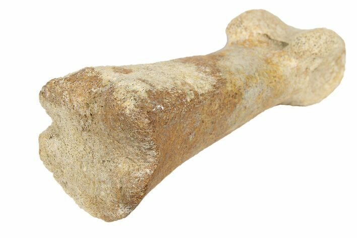 3.6" Pliocene Camel (Camelops?) Fossil Toe Bone - Kansas For Sale ...