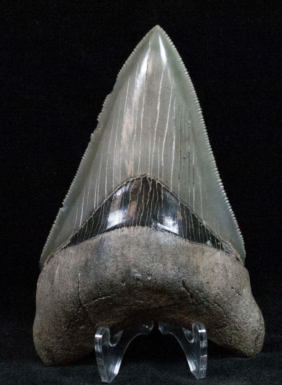 Razor Sharp 3.93" Lower Megalodon Tooth For Sale (#12001) - FossilEra.com