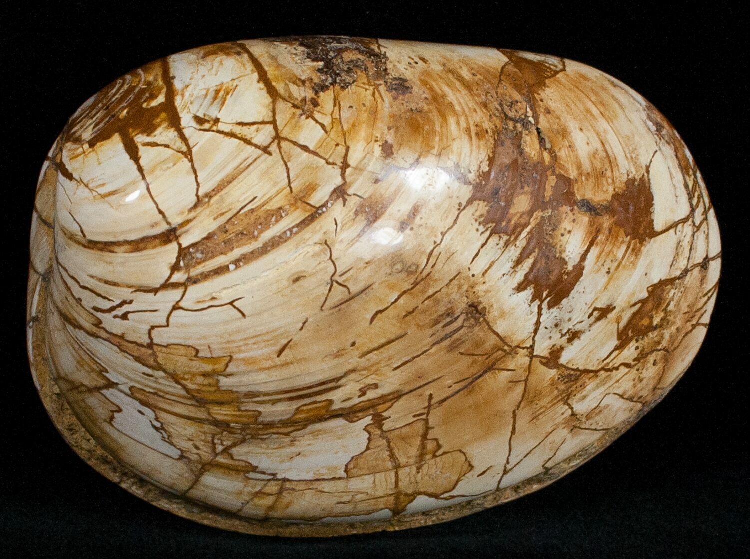3" Wide Polished Fossil Clam - Jurassic For Sale (#12072) - FossilEra.com