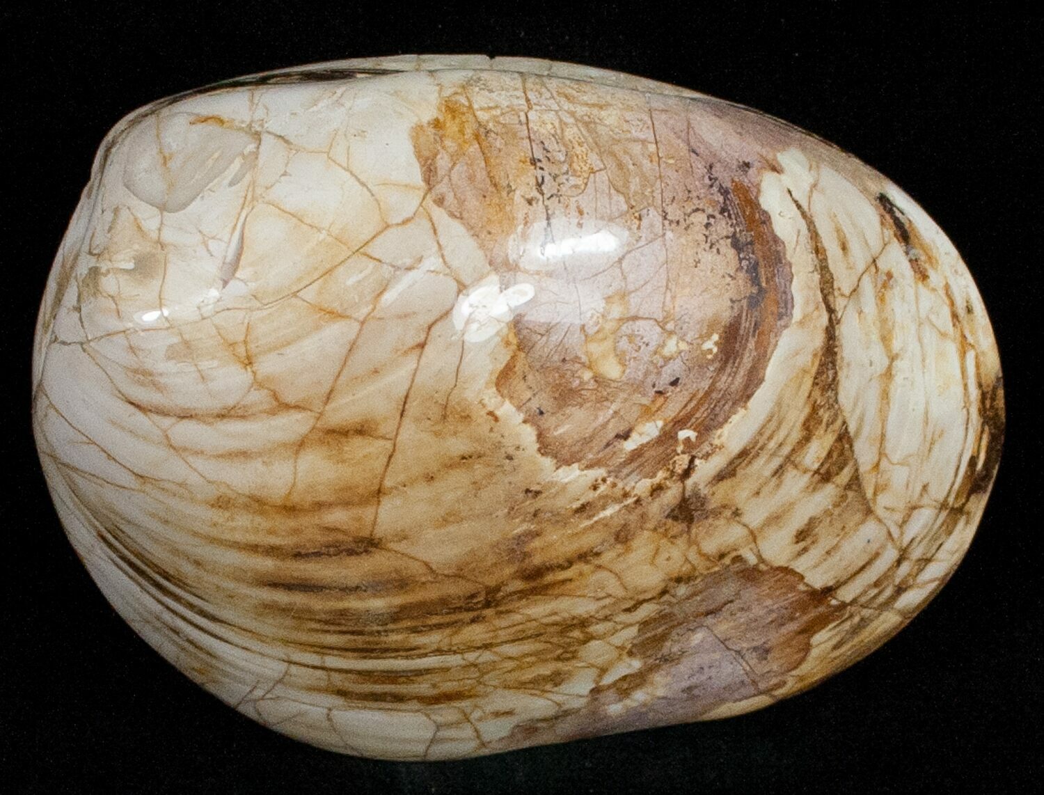 3" Wide Polished Fossil Clam - Jurassic For Sale (#12078) - FossilEra.com