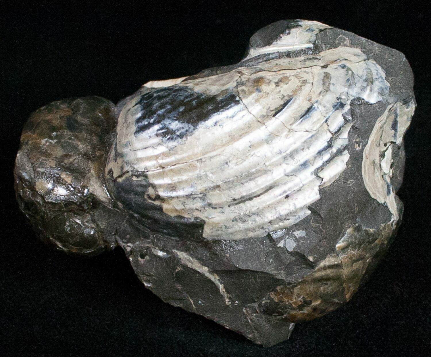 Iridescent Clam Cluster - South Dakota For Sale (#12103) - FossilEra.com