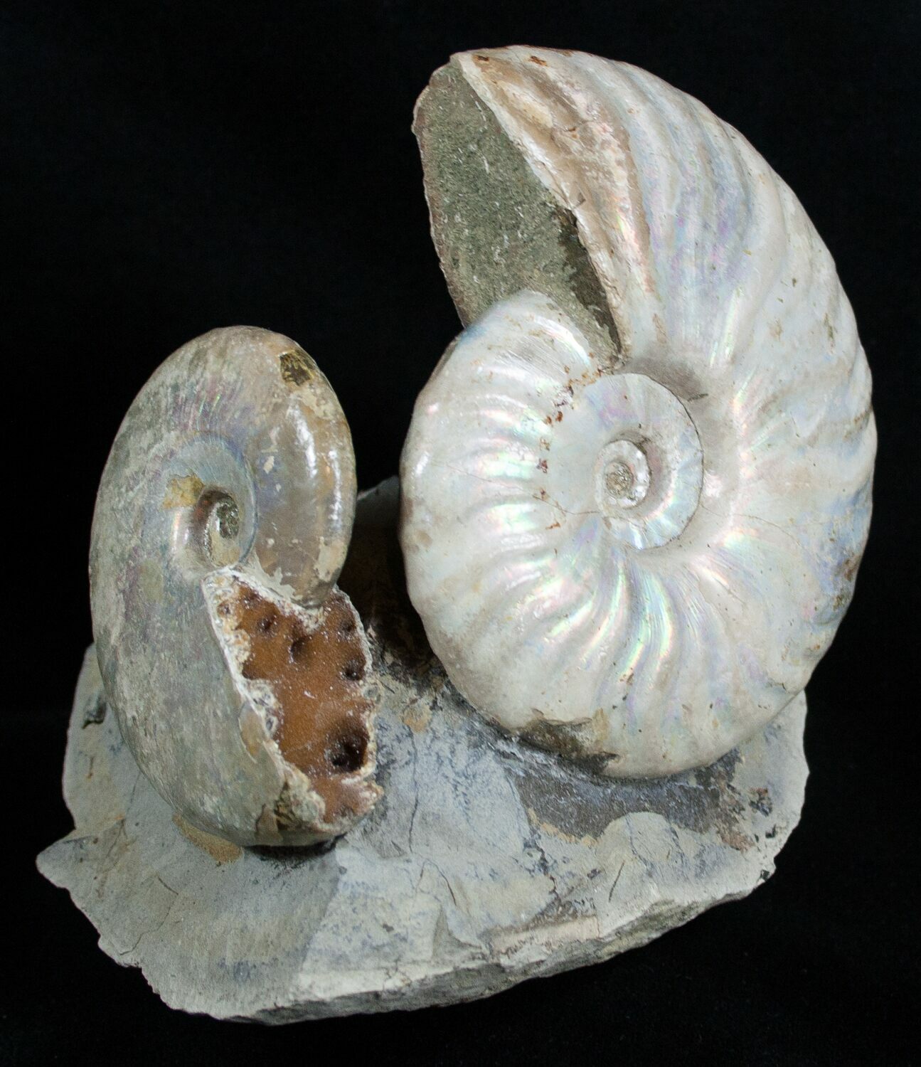 Two Species Ammonites Mounted In Great Display For Sale (#2051 ...