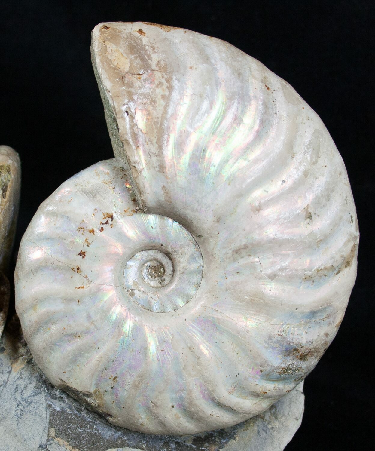 Two Species Ammonites Mounted In Great Display For Sale (#2051 ...