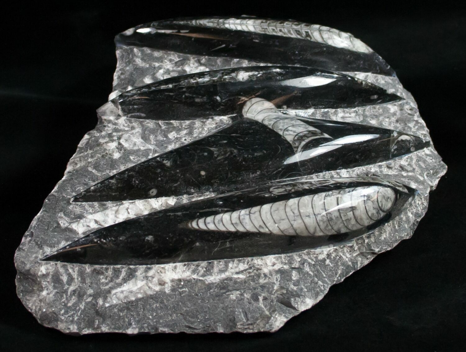 Polished Orthoceras (Cephalopod) Plate - 8" For Sale (#12118 ...