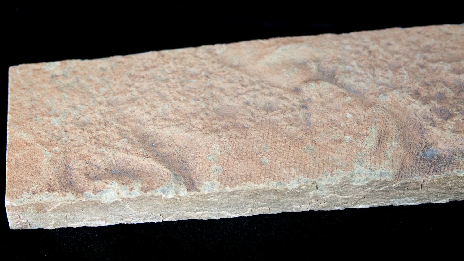Rare Fossil Reptile Skin Impression - Green River Formation For Sale ...