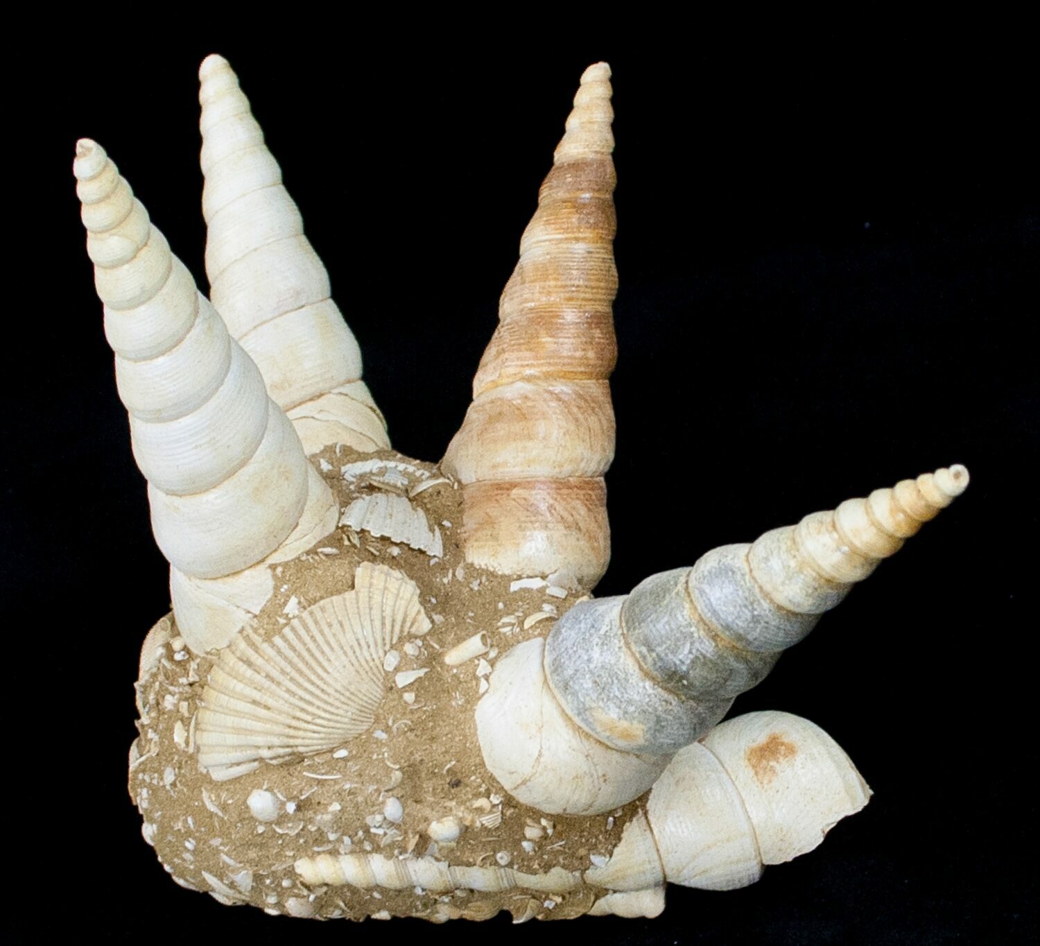 Large Fossil Turritella (Gastropod) Cluster - France For Sale (#12307 ...
