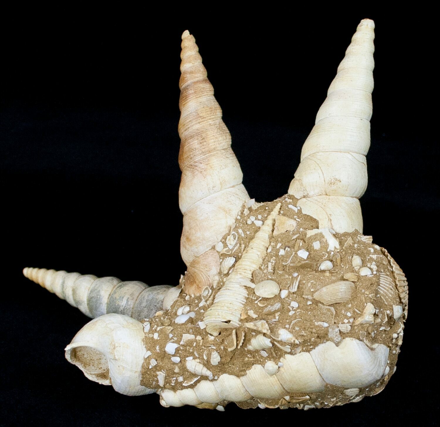 Large Fossil Turritella (Gastropod) Cluster - France For Sale (#12307 ...