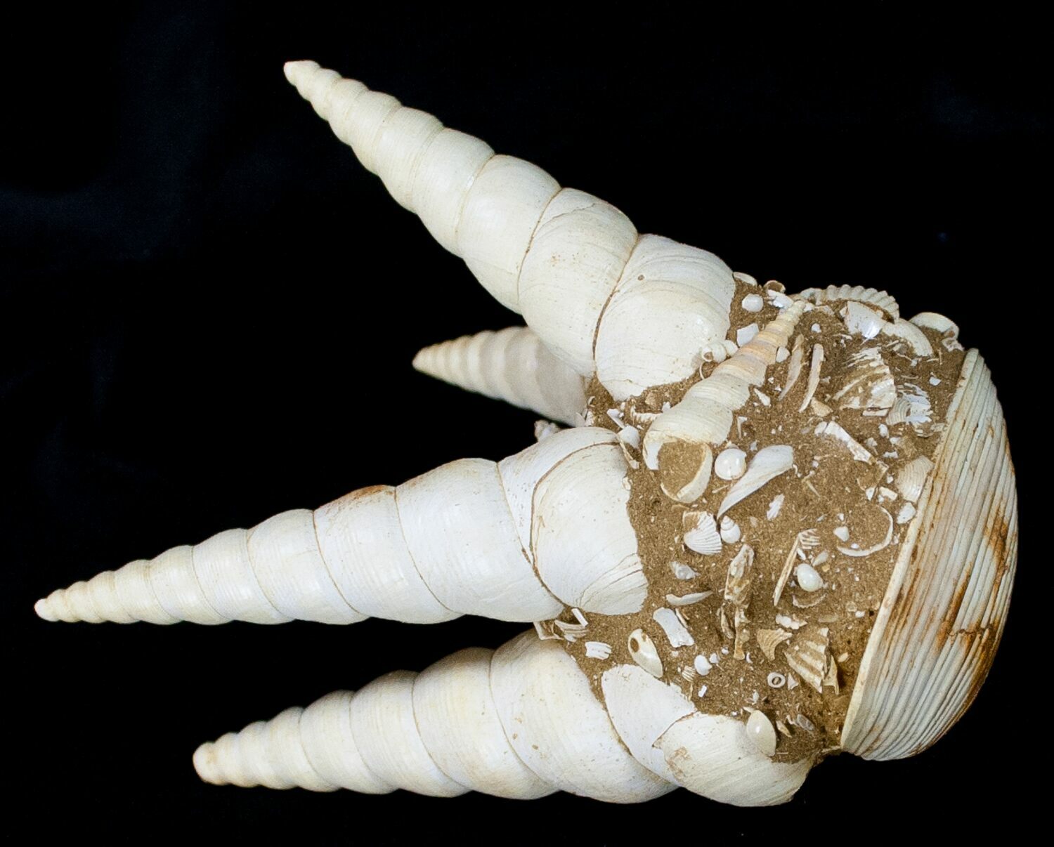 Large Fossil Turritella (Gastropod) Cluster - France For Sale (#12311 ...