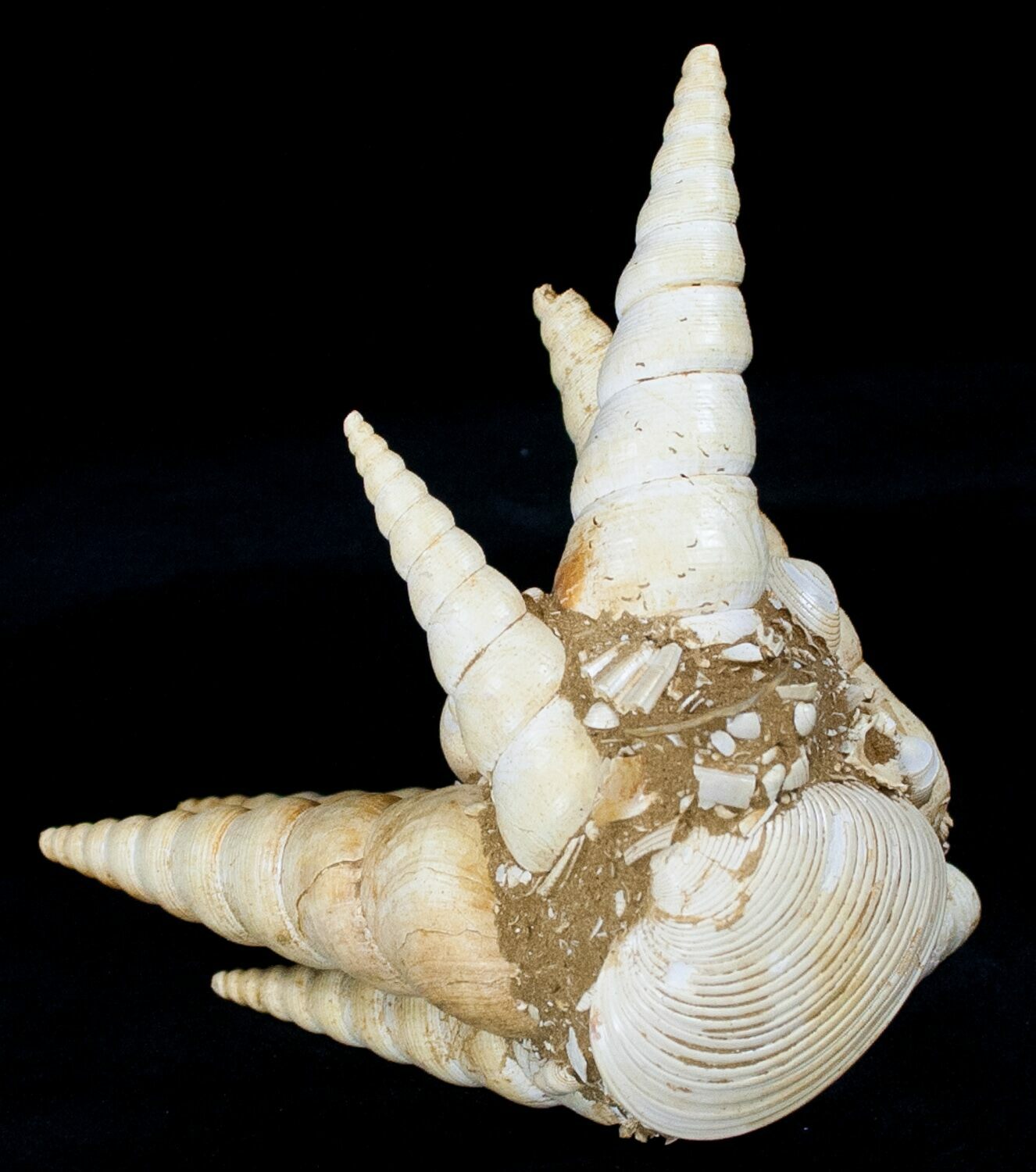 Large Fossil Turritella (Gastropod) Cluster - France For Sale (#12314 ...