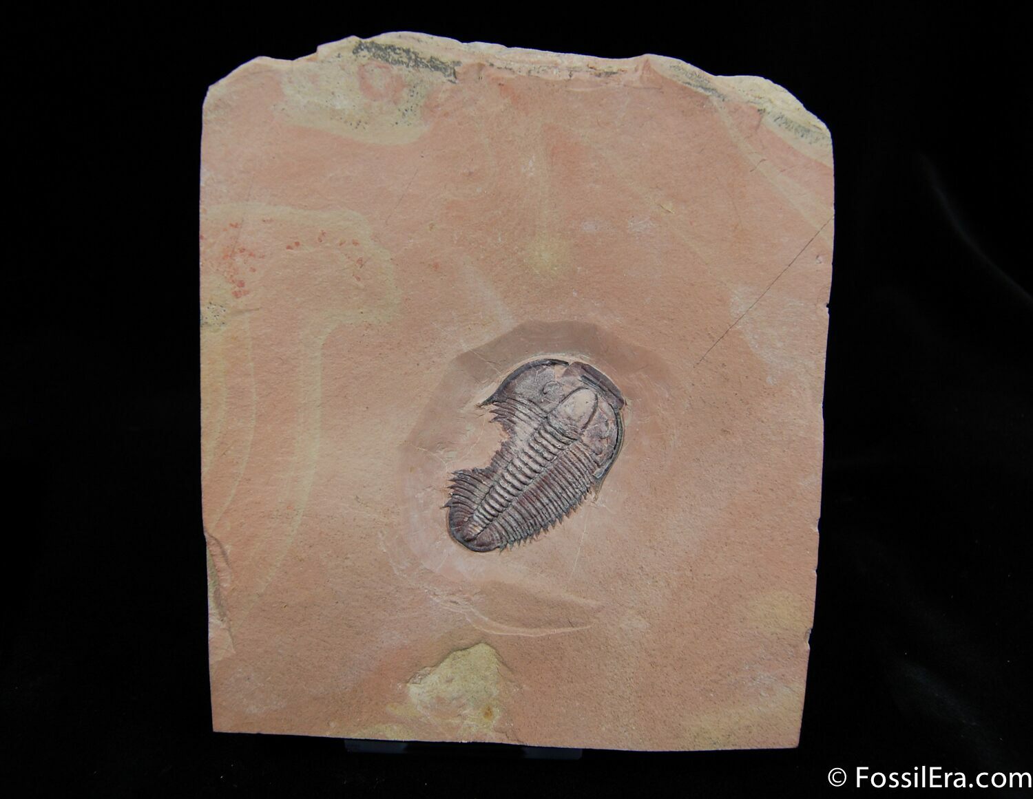 Rare Utaspis With Bite Mark, Anomalocaris? For Sale (#241) - FossilEra.com