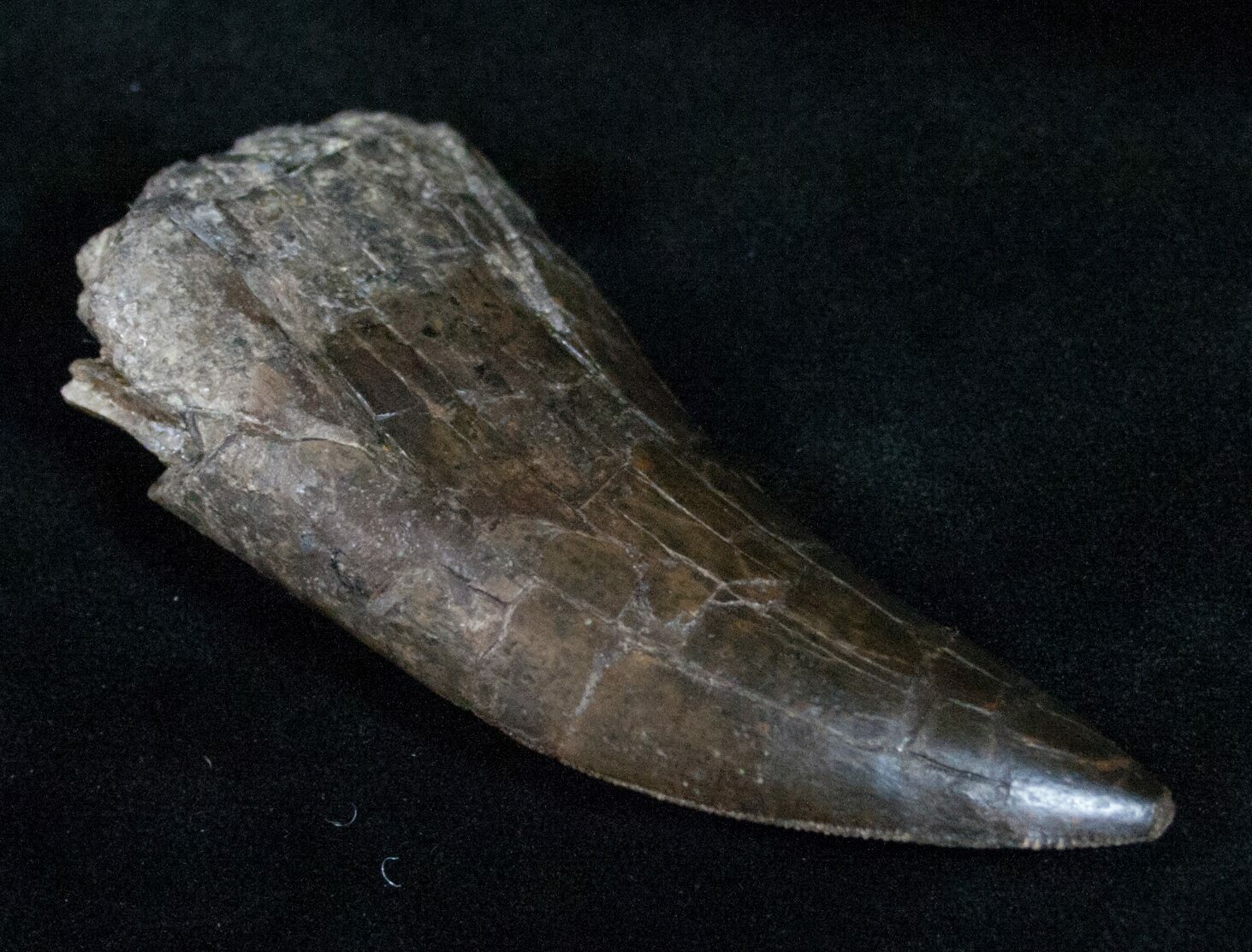 Extremely Rare 3.5" Torvosaurus Tooth - Skull Creek For Sale (#12479 ...