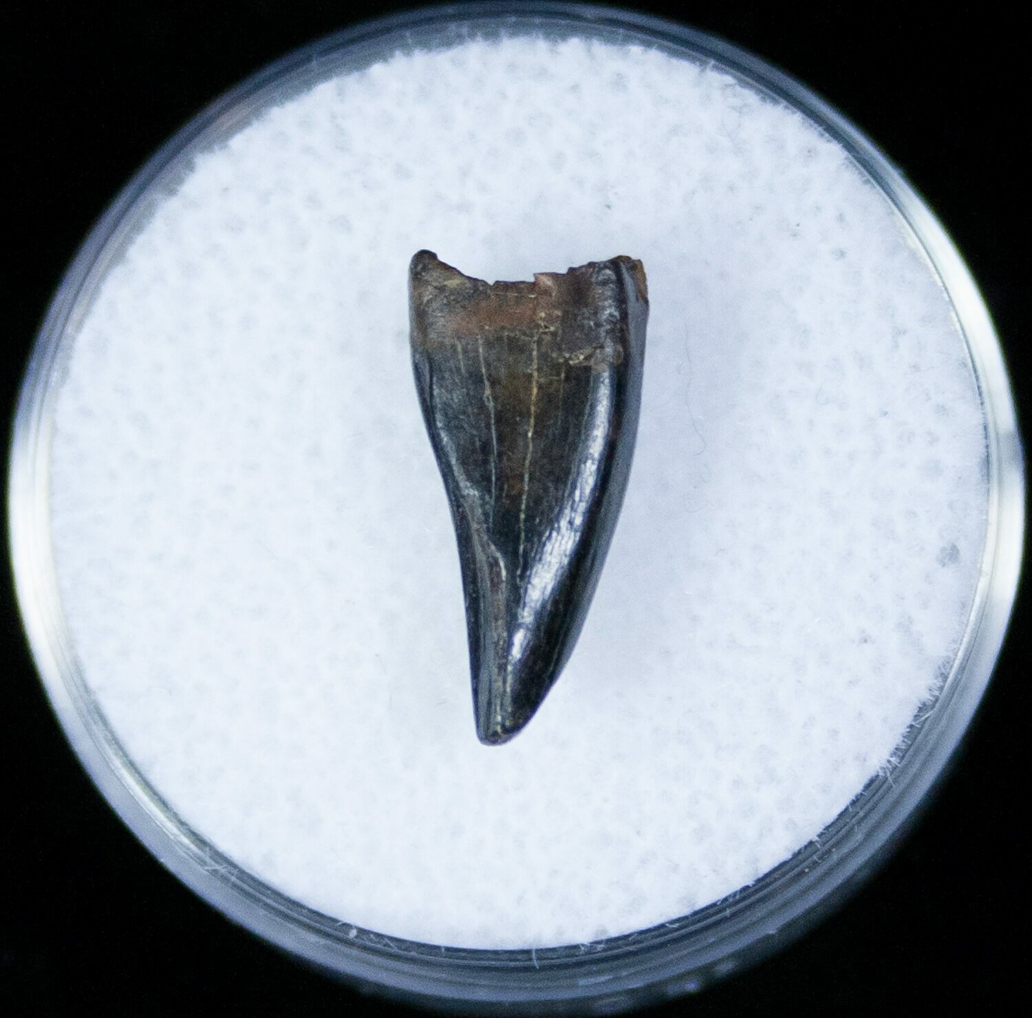 .57" Tyrannosaurid (cf. Aublysodon) Tooth - Montana For Sale (#12375 ...
