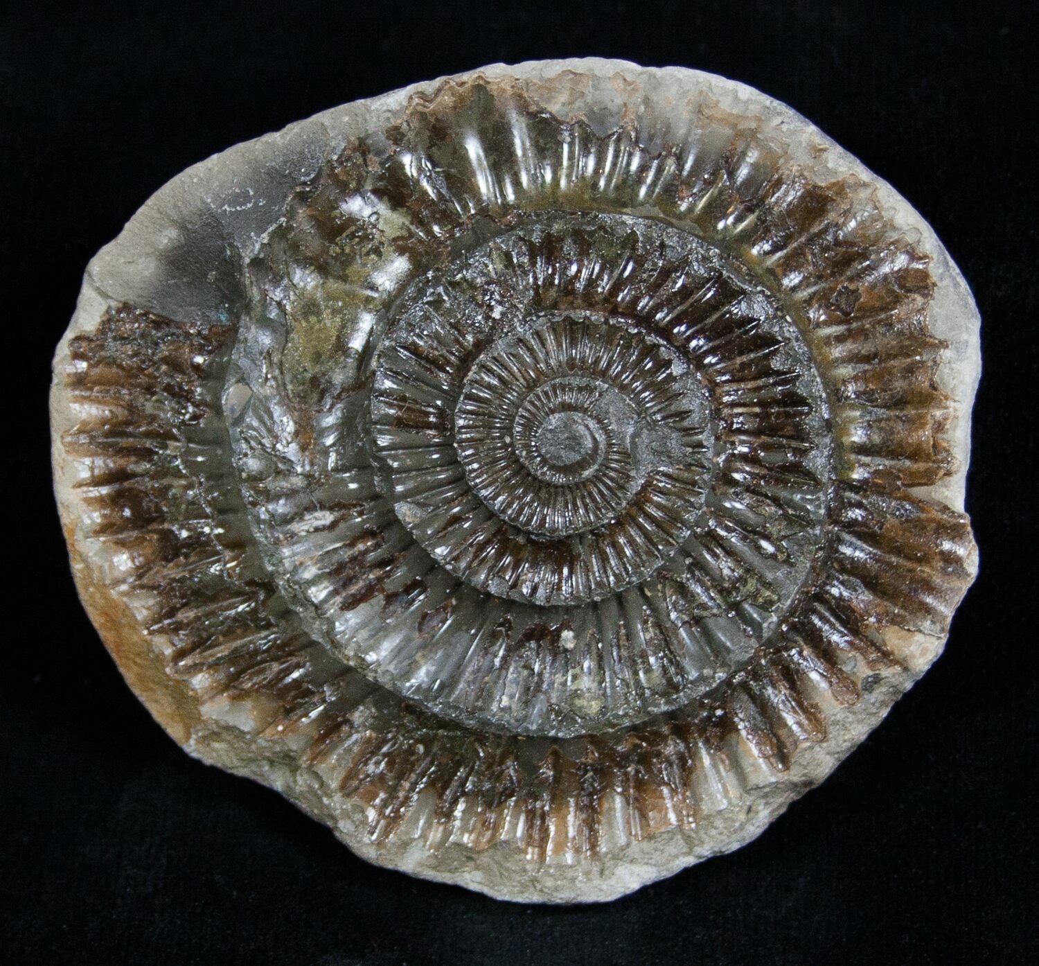 2 1/2 Inch Dactylioceras Ammonite In Concretion For Sale (#2094 ...