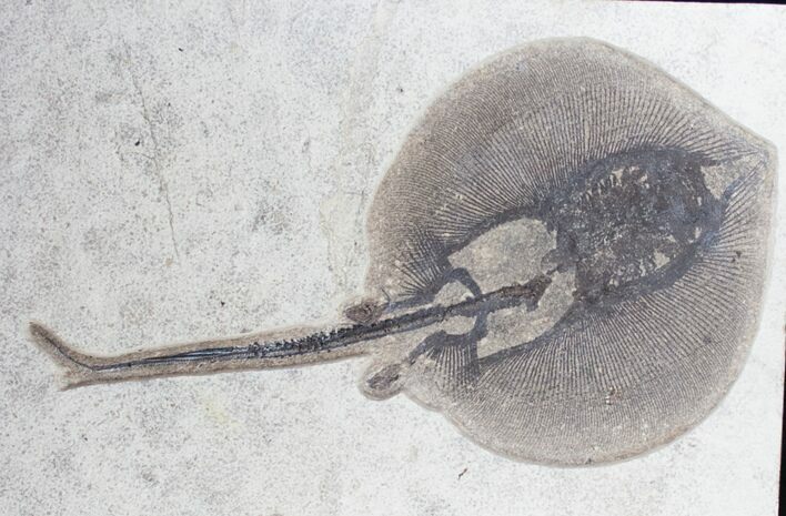 Exceptional 14" Heliobatis Stingray Fossil - Wyoming For Sale (#12659 ...