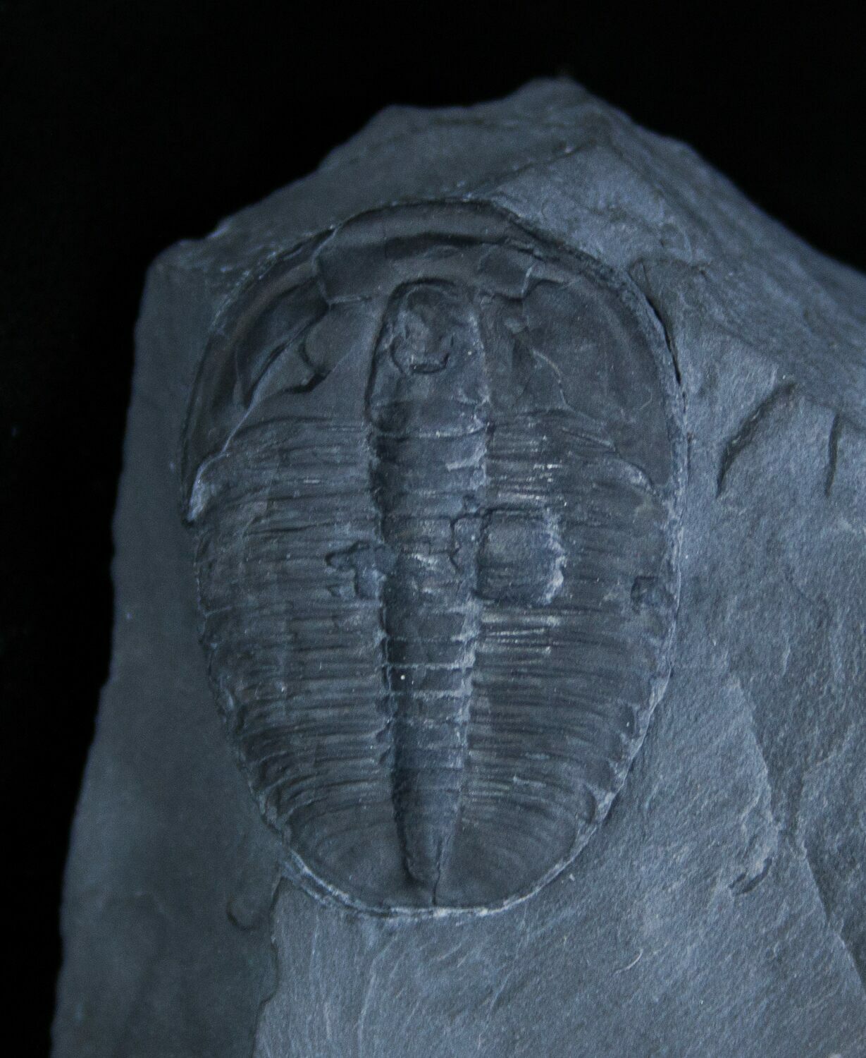 Elrathia Kingii Trilobite in matrix For Sale (#248) - FossilEra.com