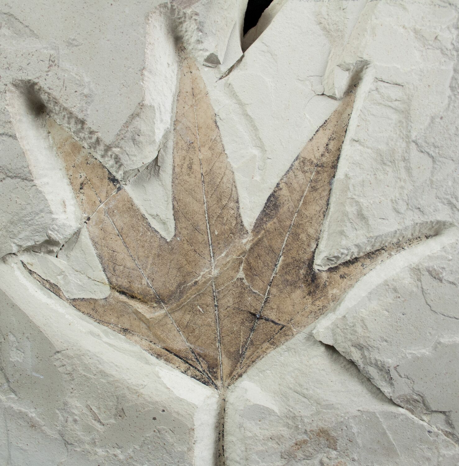 Large Fossil Sycamore Leaf - Green River Formation For Sale (#2114 ...