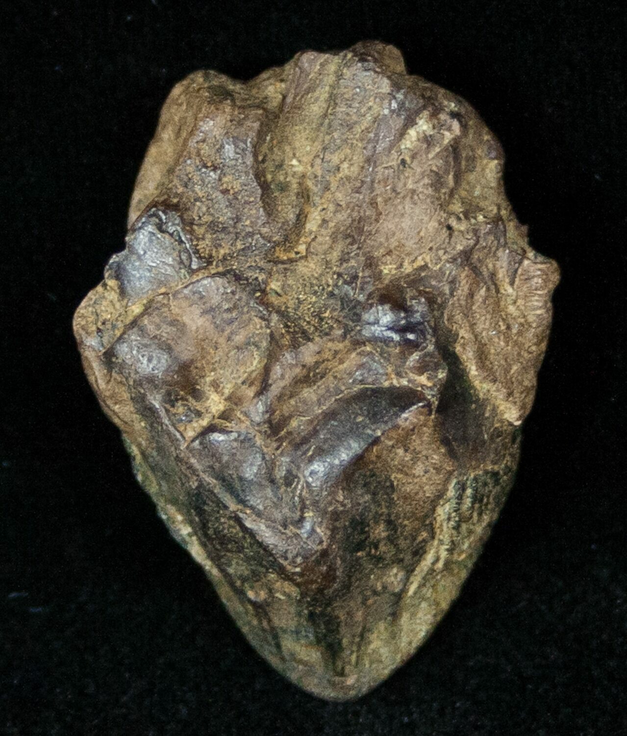 1.09" Triceratops Tooth Crown For Sale (#12536) - FossilEra.com