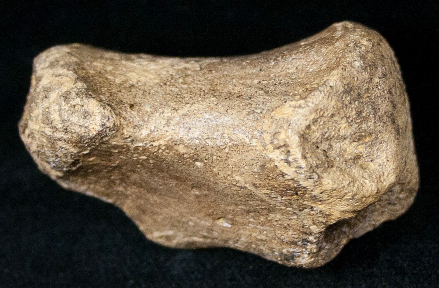 Edmontosaurus Finger Bone - Hell Creek Formation For Sale (#12707 ...