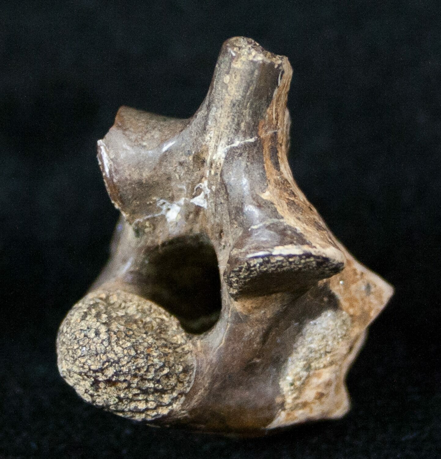 Large Cretaceous Lizard Vertebrae - Hell Creek Formation For Sale ...