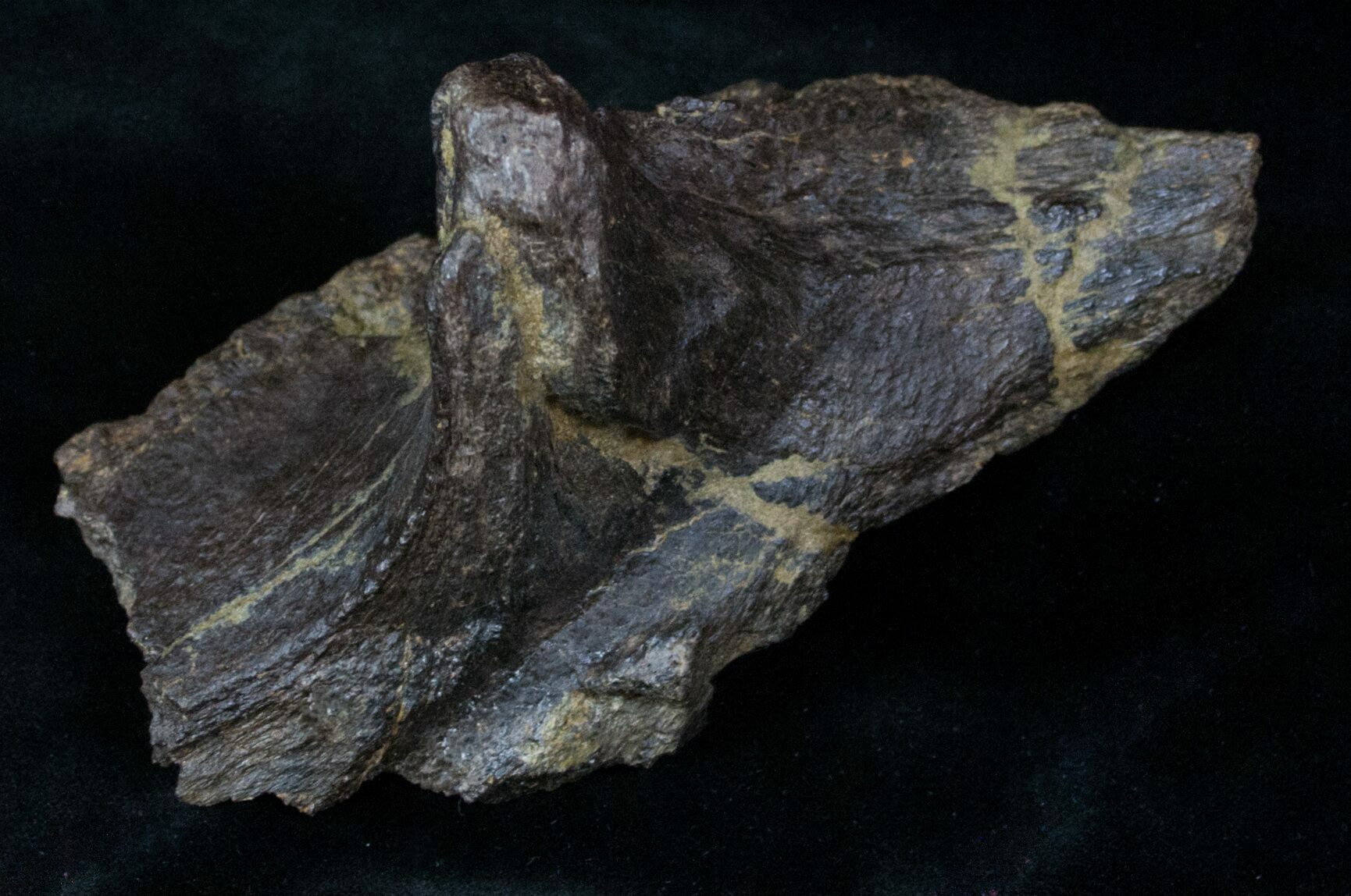 5.6" Edmontosaurus Jaw Section For Sale (#12909) - FossilEra.com