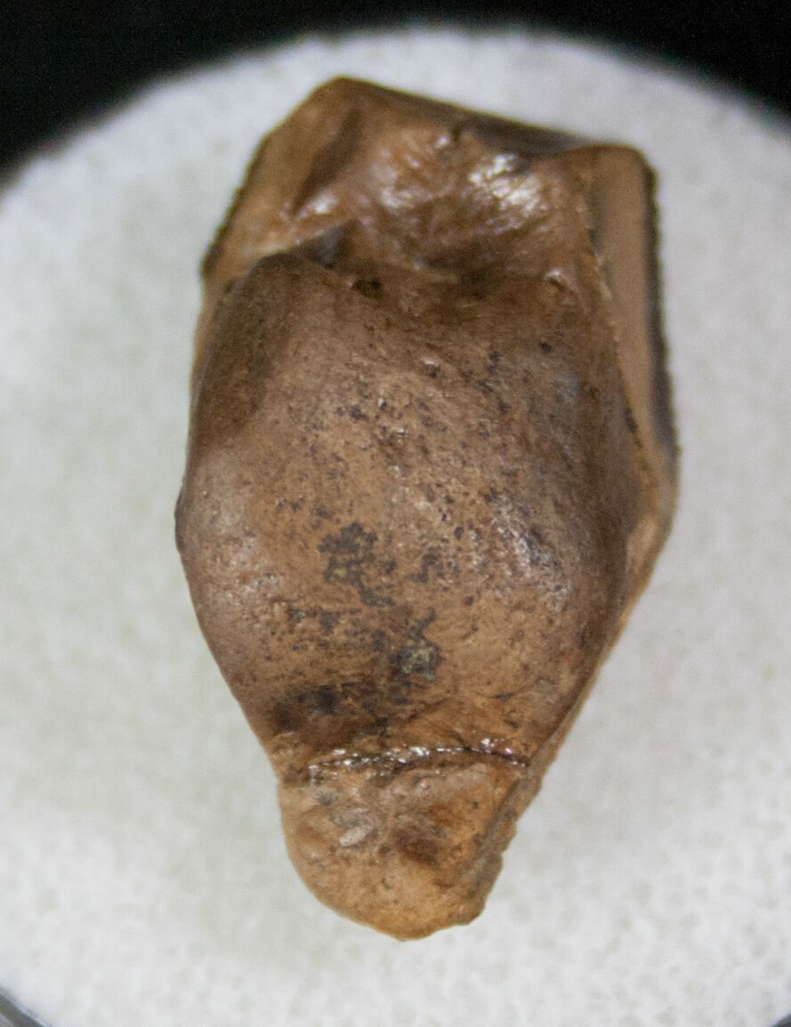 Huge Corythosaurus (Hadrosaur) Tooth - Montana For Sale (#13544 ...