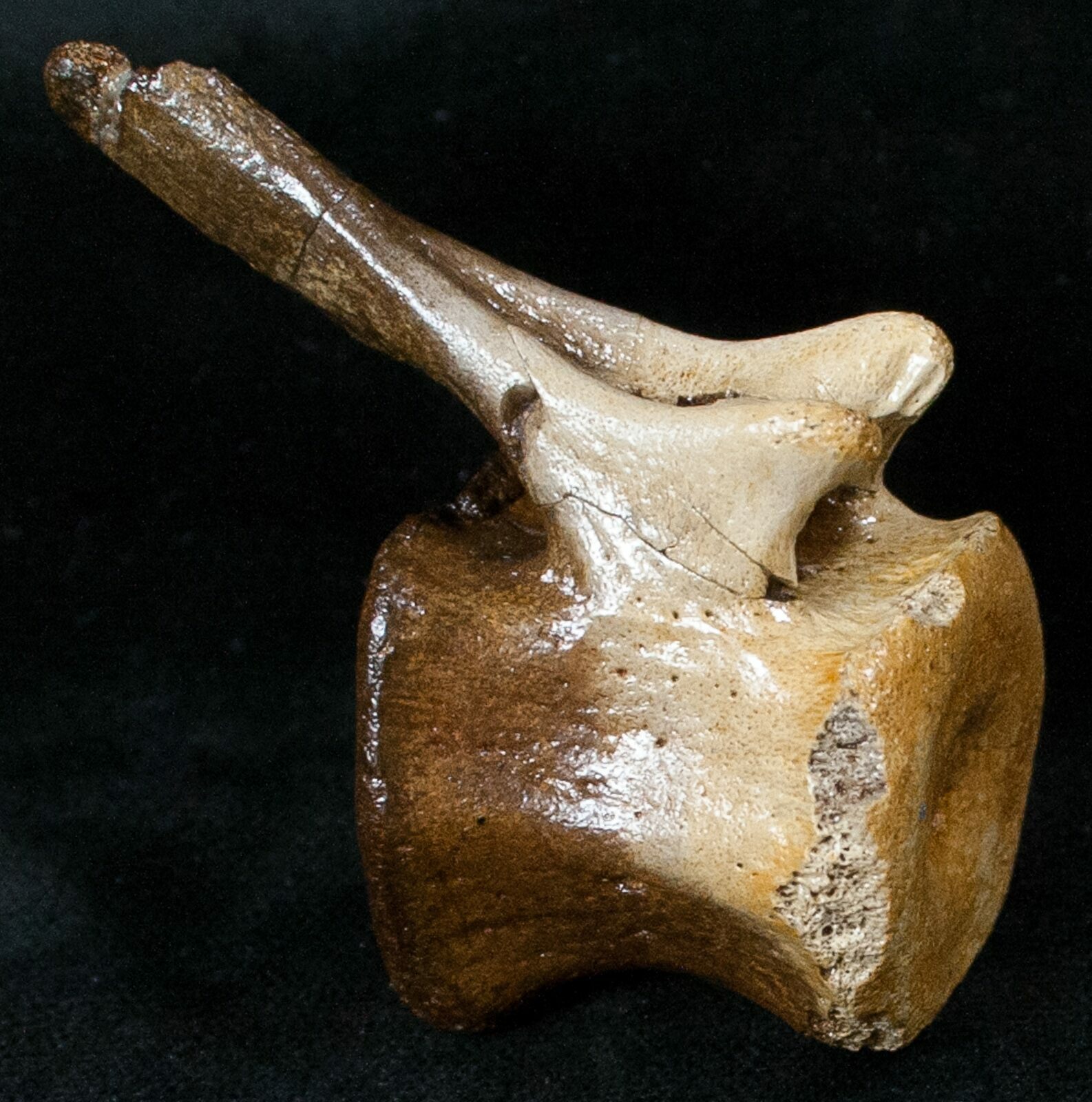 Superbly Preserved Hadrosaur Vertebra - Montana For Sale (#13567 ...