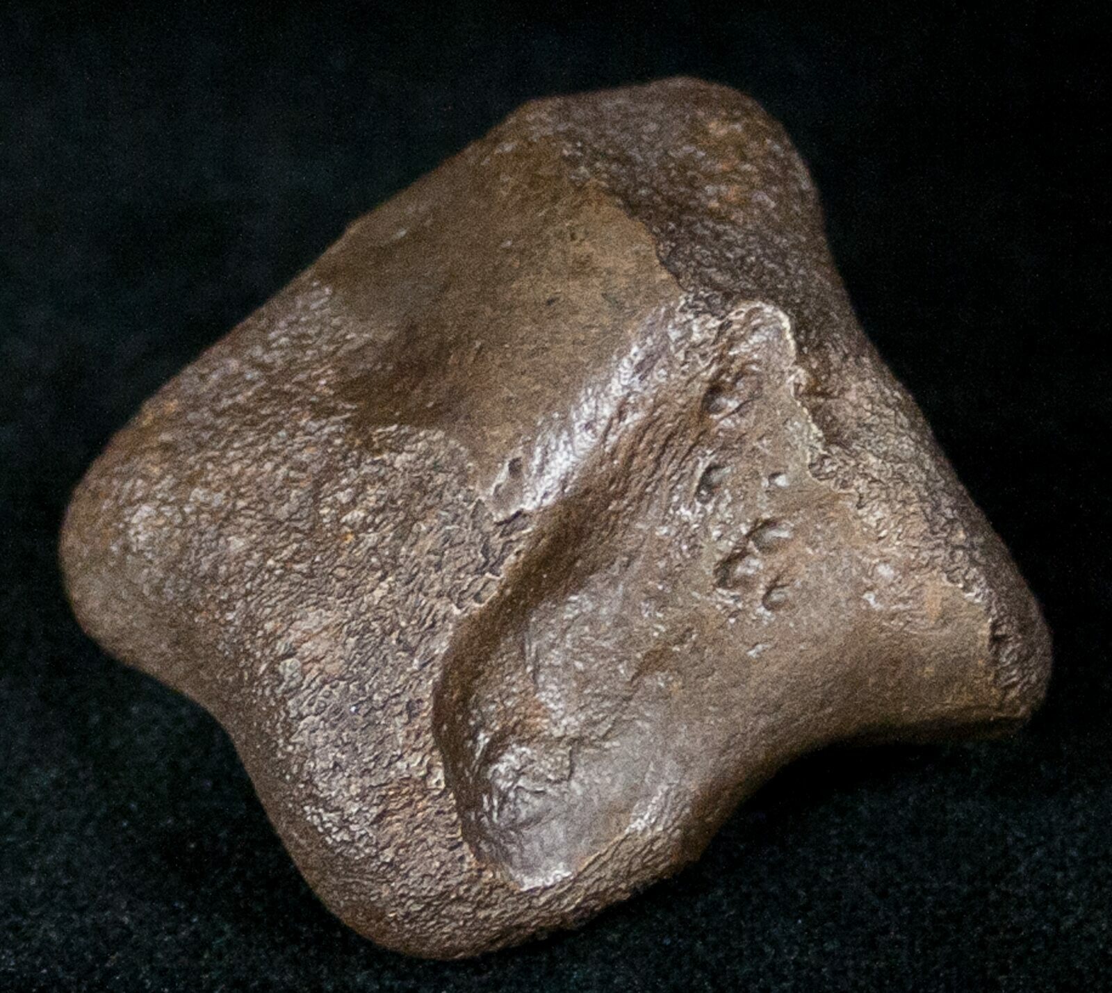 Thescelosaurus Toe Bone - Montana For Sale (#13571) - FossilEra.com