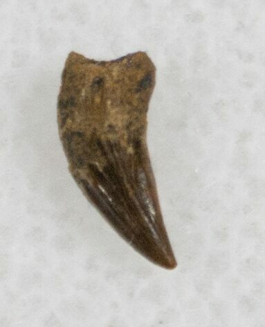 .25" Raptor Tooth - Paronychodon Characteristics For Sale (#13669 ...